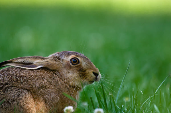 Lunar New Year 2023: Thoughts on the Year of the Yin Water Rabbit – Dr ...